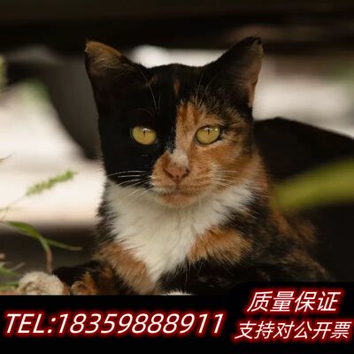 LINOS  inspec.XL 120/5.6 cas f询价