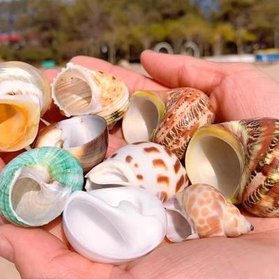 寄居蟹壳替壳三湖慈鲷卷贝66563鱼专用换壳海螺鱼贝壳鱼缸装饰品