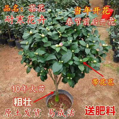 香妃茶花盆栽耐寒花卉浓香型