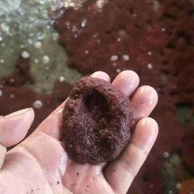 红线虫红虫水蚯蚓l红丝虫赤线虫鱼虫鱼饵小型观赏鱼鱼食丝线虫丝