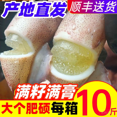 籽乌海兔子满籽满膏鲜活小鱿鱼速冻乌贼墨鱼仔笔管鱿鱼新鲜海鲜