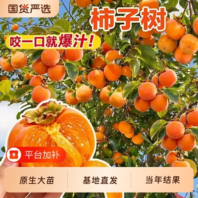 柿子苗树太秋脆甜磨盘火晶地栽庭院果树南北方种植特大柿子树果苗