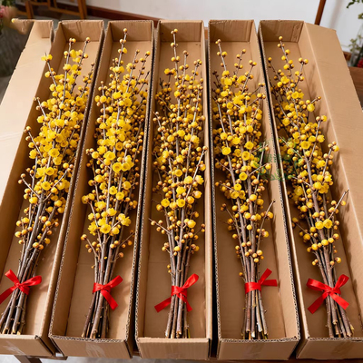 冬季室内水培耐寒浓香腊梅鲜切花