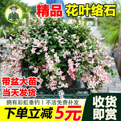 花叶络石盆栽好养多年生绿植
