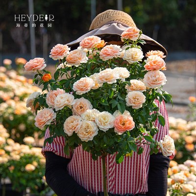 海蒂的花园果汁阳台金丝雀棒棒糖月季花苗树月阳台植物花卉盆栽