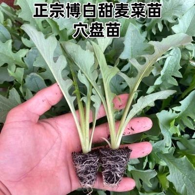 广西博白甜麦菜苗苦麦菜秧苗新鲜蔬菜苗穴盘苗发货花芽菜盆栽四季