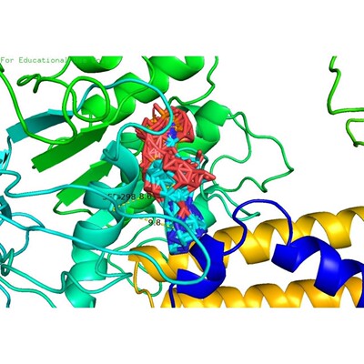 蛋白分子对接Discovery Studio分析3D结构2D结构图PyMOL