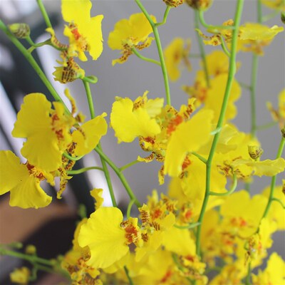 跳舞兰鲜花直批昆明直发云南真花B基地市场家用斗南水养黄色橙橘