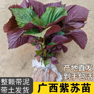 食用大叶紫苏幼苗20棵带土苗