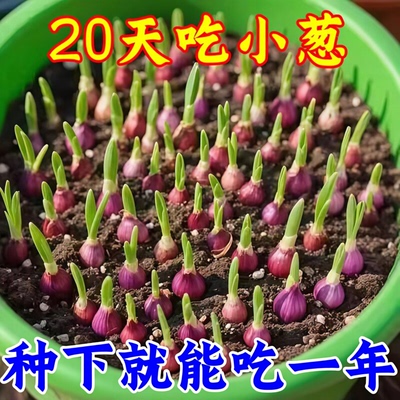种植专用四川小香葱红葱头带芽盆栽火葱黄葱四季葱苗榨葱油干葱头
