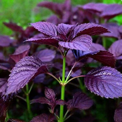 紫苏种子可食用双面红紫苏大叶紫苏种子四季耐热阳台盆栽蔬菜种子
