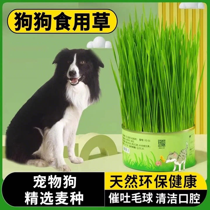 专用狗草宠物狗狗可以吃的草排毛球化毛草狗狗食用草牙齿清洁