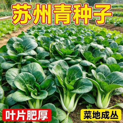 苏州青种子黑叶矮脚青梗