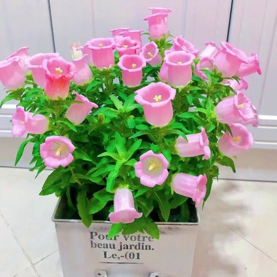 大花酒杯风铃花盆栽期长