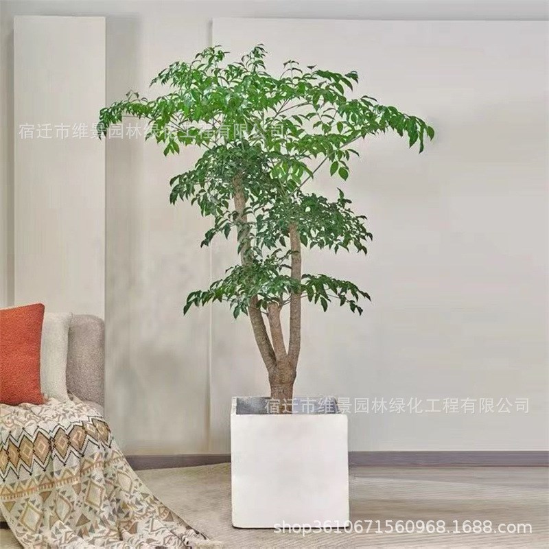 幸福树发财树绿宝室内大型绿植盆栽招财树好养成品组合盆栽四季青