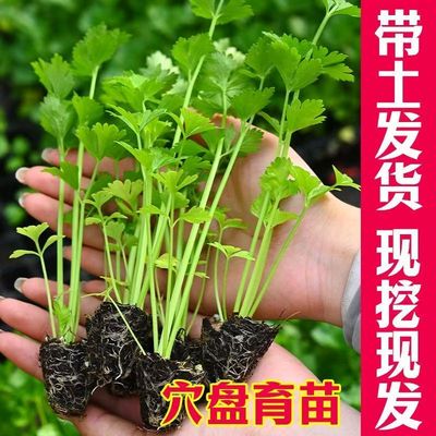 蔬菜苗芹菜秧苗西芹苗芹菜苗