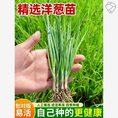 红皮洋葱苗秧苗种植苗耐寒特大圆葱紫皮洋葱秋冬葱种孑带土蔬菜苗