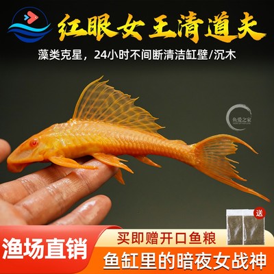 黄金红眼女王大帆清道夫热带鱼