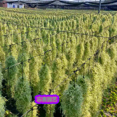 空气凤梨老人须松萝懒人无土植物绿植净化空气室内办公室盆栽挂饰