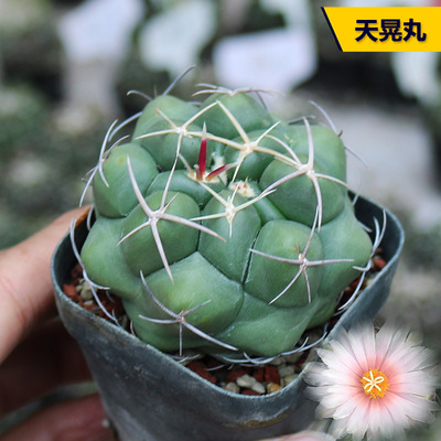 天晃丸实生仙人球稀有精品白肌美刺易开花瘤玉属仙人掌好养美观