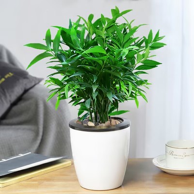 水培驱蚊竹柏水养植物室内客厅桌面绿植盆栽花卉四季常青