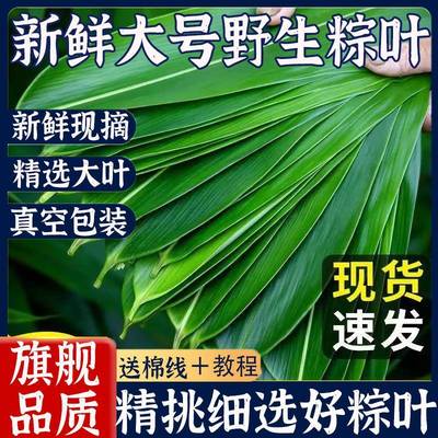 粽叶新鲜粽子叶大号干粽叶大新叶包粽子专用的叶子端午节商用