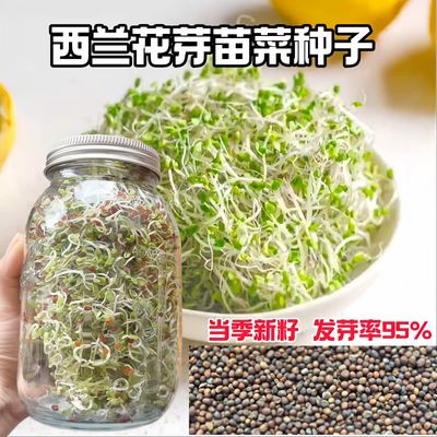 西兰花芽苗种子梅森瓶水培菜籽