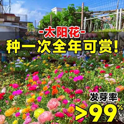 多层太阳花种子混色七彩大花型好养易活花种籽室内外阳台盆栽