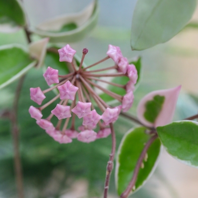 海蒂的花园 球兰观叶观花植物花团锦簇阳台室内办公桌绿植盆栽苗
