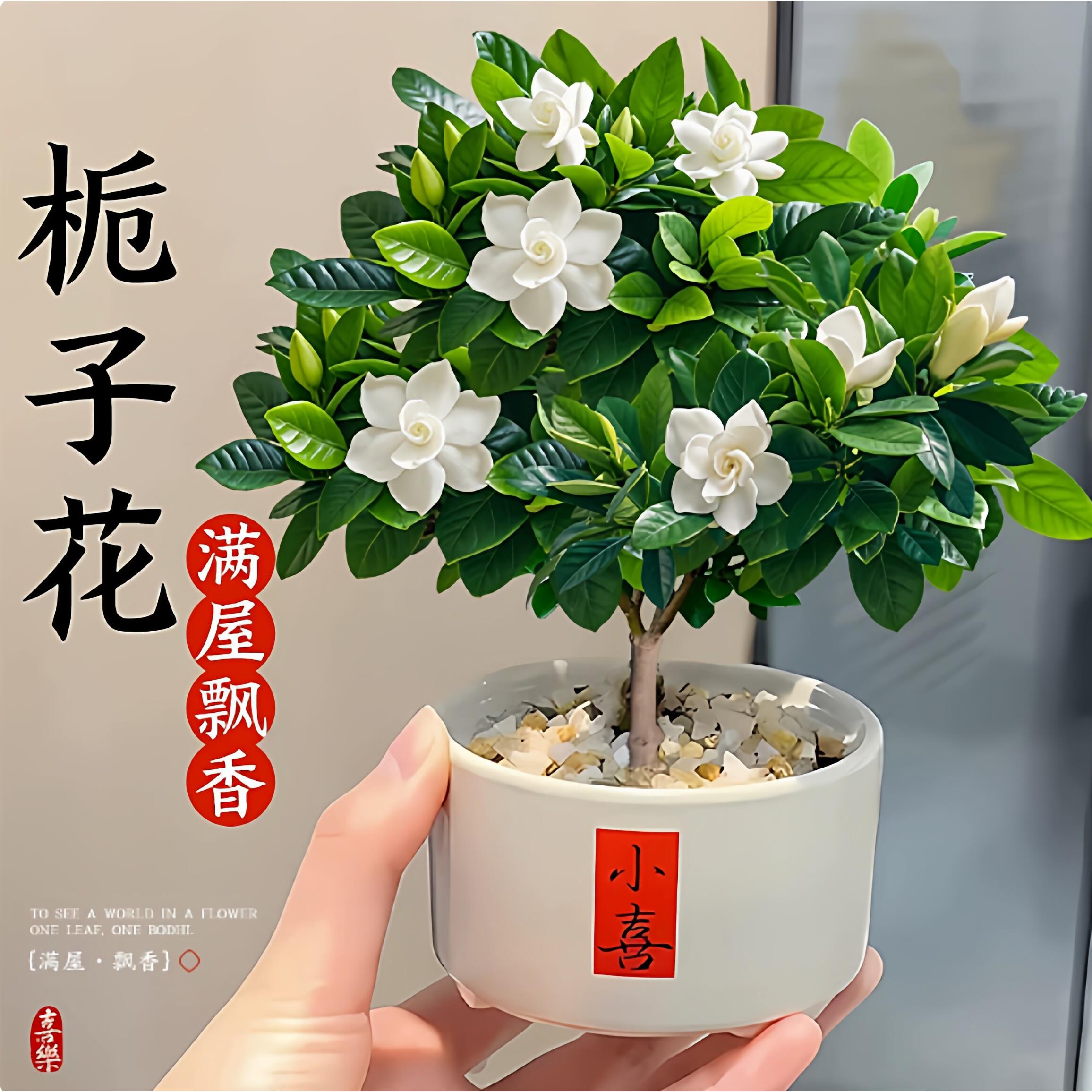 独杆棒棒糖栀子花盆栽四季室内开花桌面茶几好养花卉绿植造型盆景