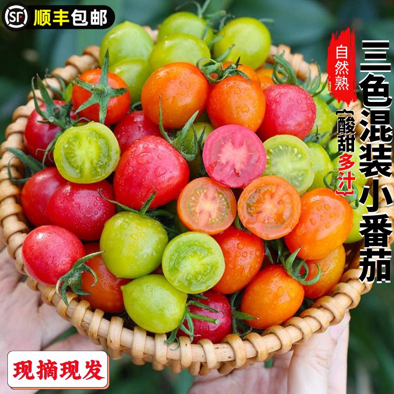 山东三色圣女果新鲜水果千禧小番茄柿子清甜多汁混合装水果
