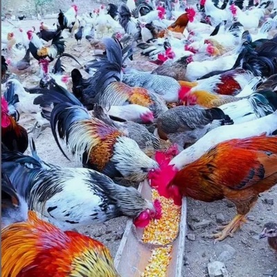 纯种鹊山鸡小鸡活苗高产蛋鸡仔活体宠物观赏鸡小种鸡苗