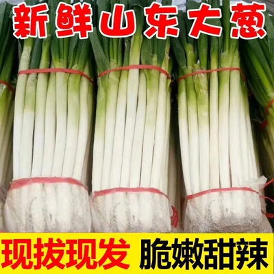 正宗山东大葱新鲜5斤一级章丘铁杆大葱农家特产甜脆小葱蔬菜葱头