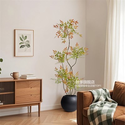 南天竹盆栽客厅绿植高级感大型植物好养活中古风办公室内落地造景