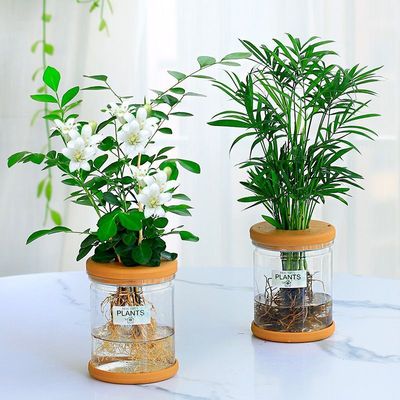 水培室内植物盆栽绿萝虎皮兰办公室内四季好养水养花卉绿植小盆栽