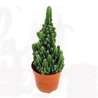 万重山仙人类掌多肉植物室内阳台盆栽大号老桩办公室桌面花卉绿植