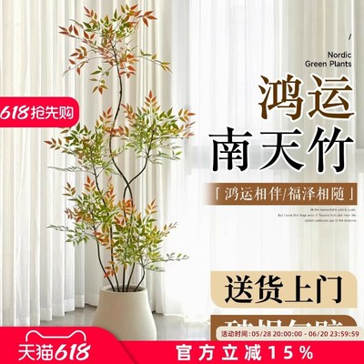 南天竹盆栽客厅大型绿植真树火焰红老桩办公室内高级感落地式大号