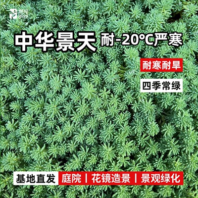 中华景天薄雪万年草耐旱耐寒草坪