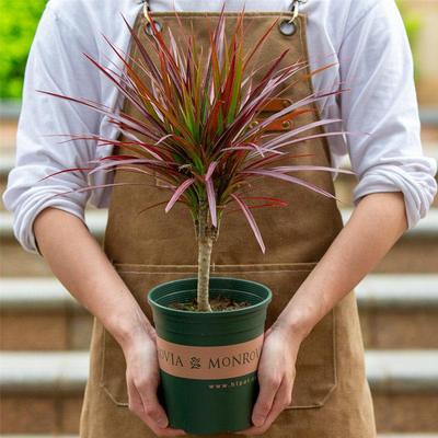千年木盆栽室外庭院花卉室内阳台红叶植物七彩铁变色木绿植铁树苗