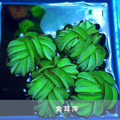 兔耳萍槐叶萍浮萍水草水生植物水培鱼缸造景净水植物除N03一叶莲