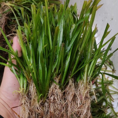 矮生苦草真水草淡水植物虾蟹鱼缸造景水族箱中后景装饰四季常青