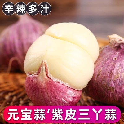 25年云南大梨紫皮三瓣蒜三丫两头蒜元宝蒜精选中大果包邮新鲜蔬菜