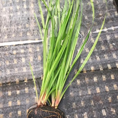 泰国水剑小坨草鱼草缸造景水草场直发懒人水培增氧阴性淡水草植物