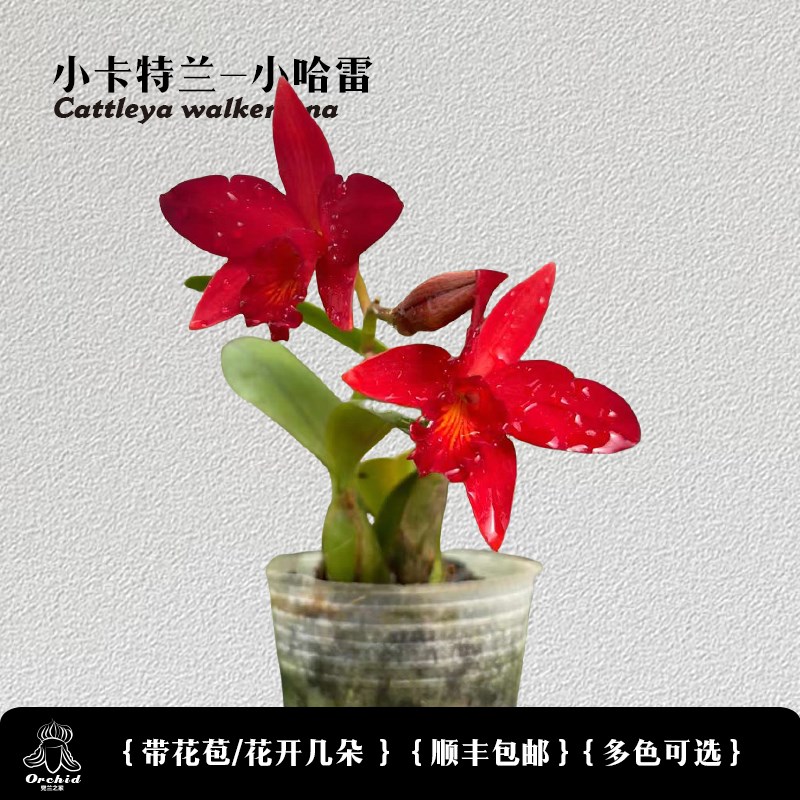 兜兰之家 迷你卡特兰-海洋之星 带花苞 矮种卡特兰洋兰桌面盆栽