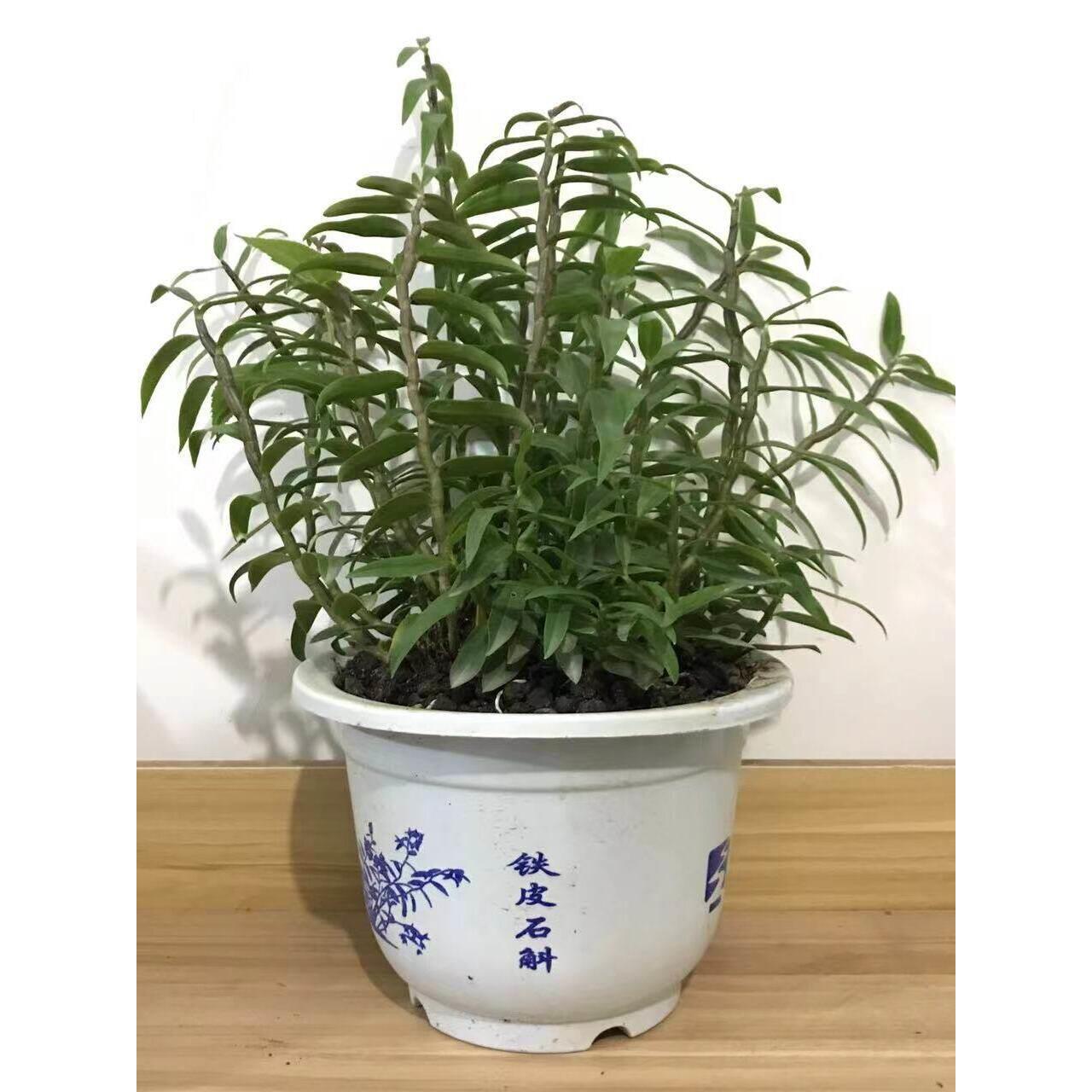 铁皮石斛苗盆栽 鲜条枫斗苗 驯化苗盆栽 原装发货!
