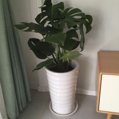 济南雅园花卉绿植济南市内免费送货装修去甲醛龟背竹室内盆栽绿植