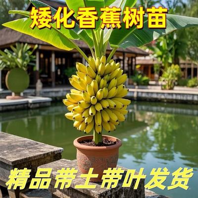 正宗矮化产香蕉苗中蕉九号抗寒新品种南北方种植当年结果香蕉树苗