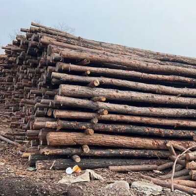 江浙沪湿地松打桩木松木桩油松马尾松圆木桩6米 护岸专用木材木头