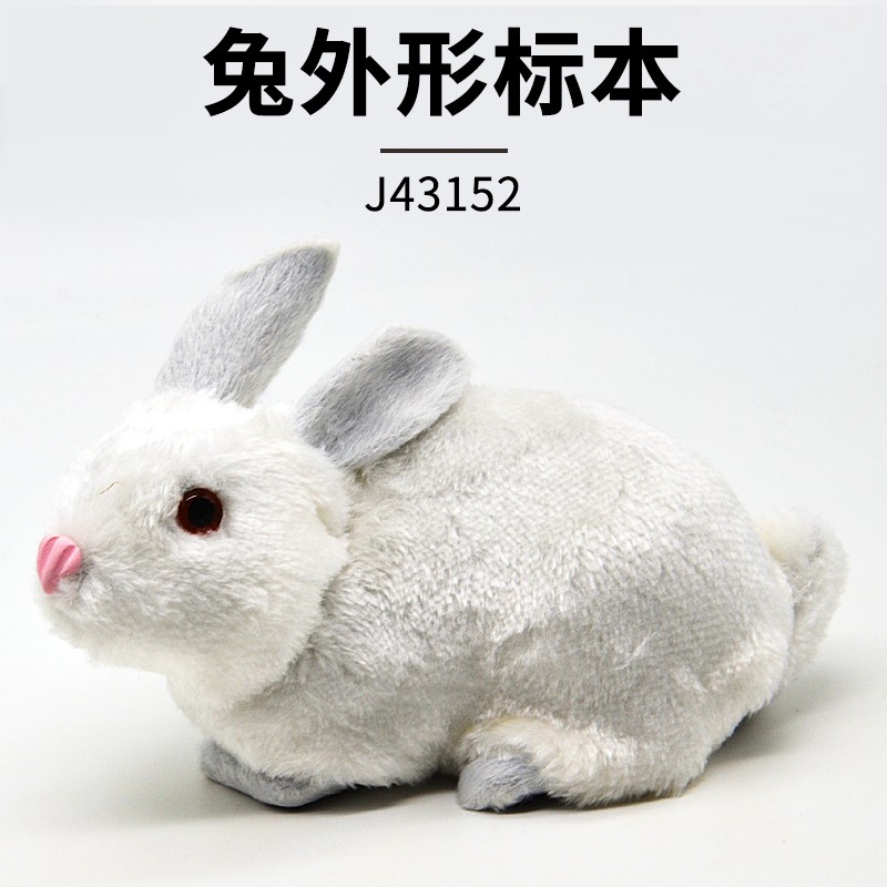 兔外形标本J43152兔模型小学科学实验器材学生用学具生物课教学教