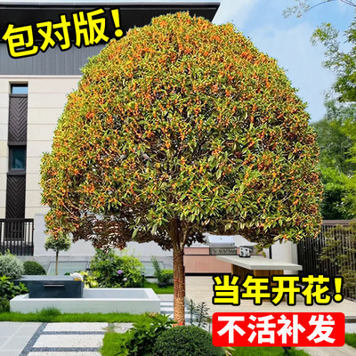 八月桂花树苗大树金桂丹桂庭院别墅地栽四季桂绿植好养室内外开花